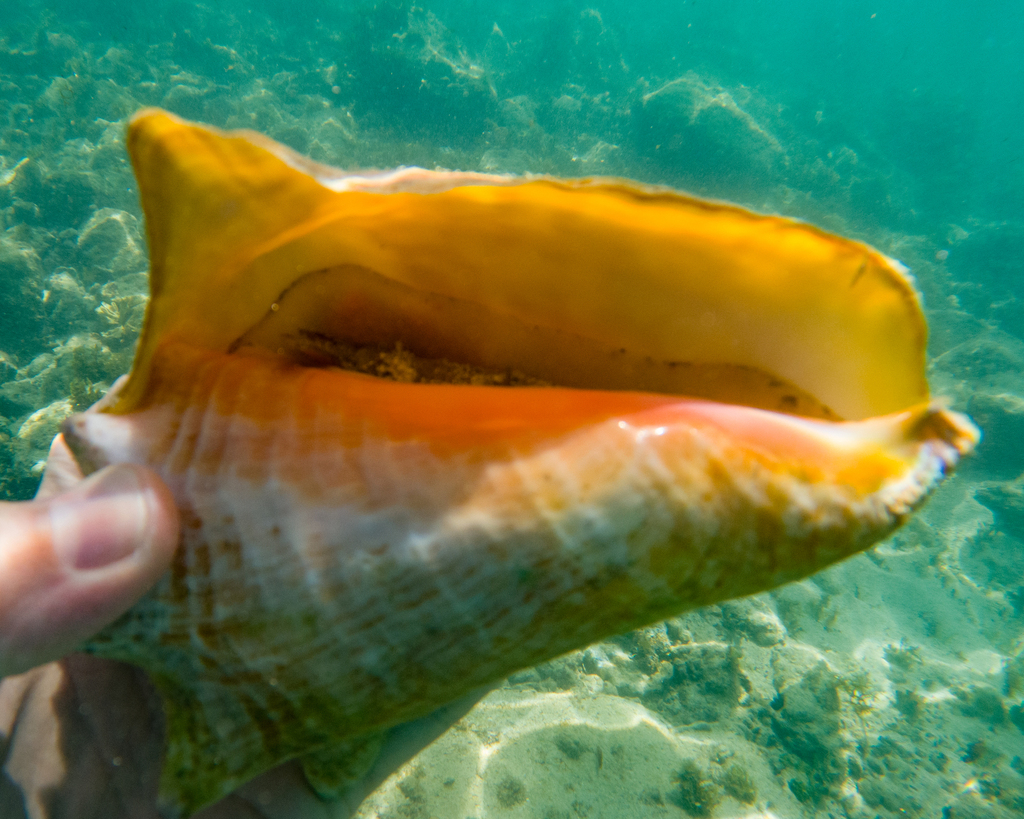 Queen Conch from East End, St Thomas 00802, USVI on December 20, 2023 ...