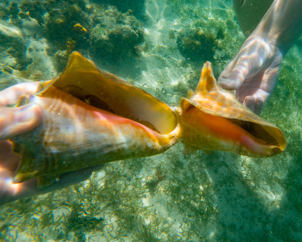 Queen Conch from East End, St Thomas 00802, USVI on December 20, 2023 ...
