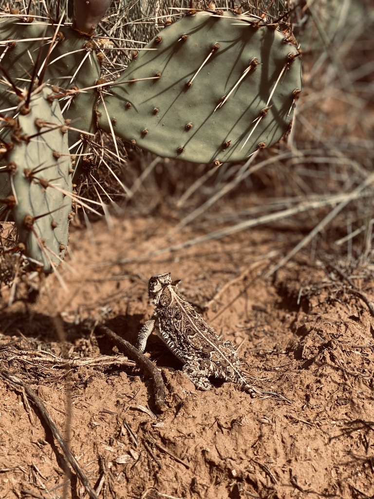 Texas Horned Lizard in August 2021 by dawman2003 · iNaturalist