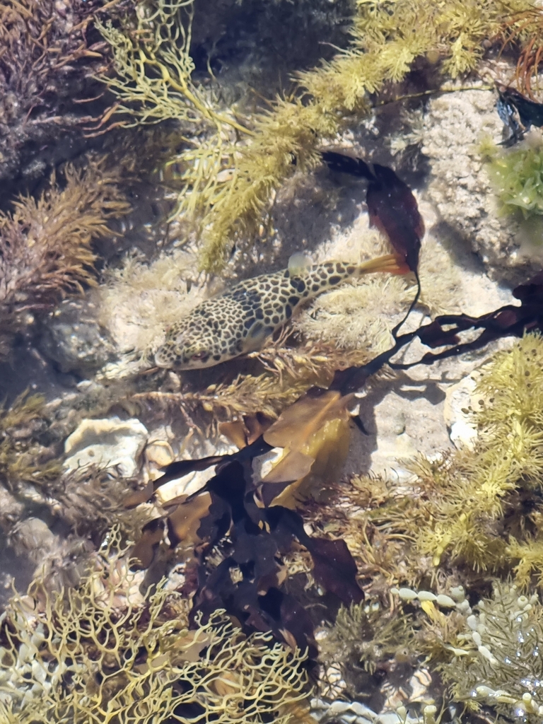 Smooth Toadfish from Australia on December 21, 2023 at 12:26 PM by ...