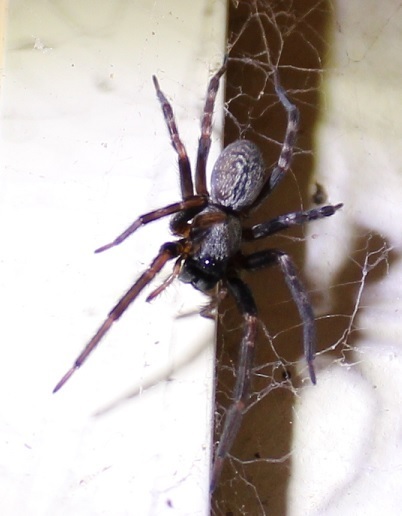 Grey House Spider from Smiths Lake NSW 2428, Australia on December 20 ...