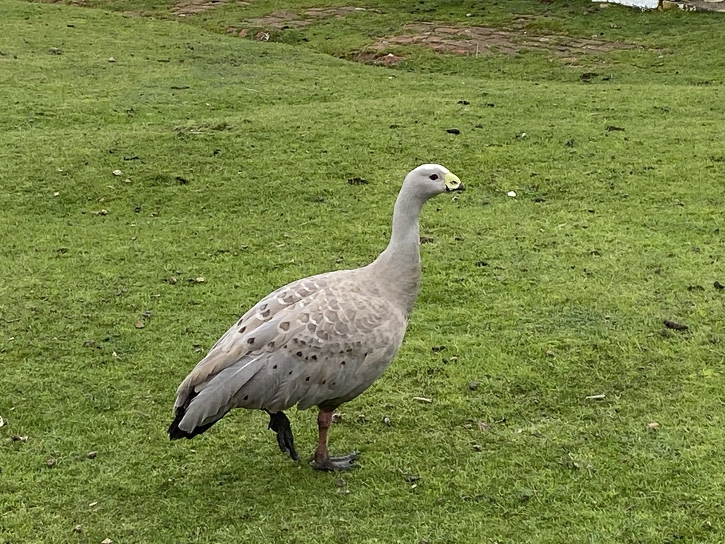Cape Barren Goose from Maria Island National Park, Maria Island, TAS ...