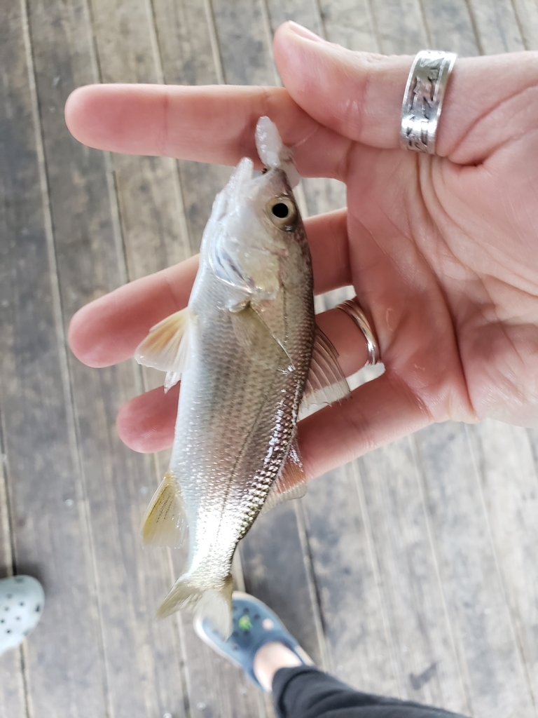 Silver Perch in December 2023 by Bradley Rasmussen · iNaturalist