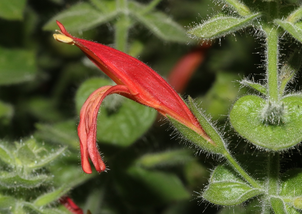 Purpus' Hummingbird Flower from La Paz, BCS, Mexico on December 6, 2023 ...