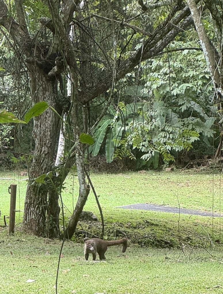 White-nosed Coati from Metropolitan Natural Park, Panamá, PA on ...