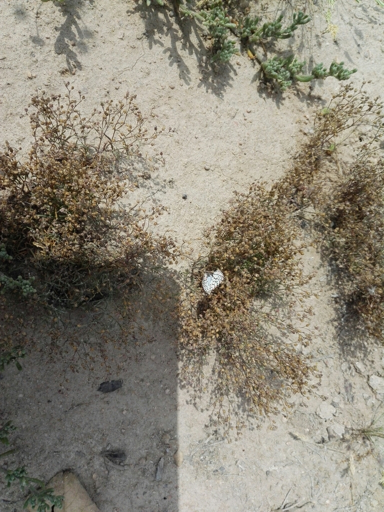 Crimson-speckled Flunkey from Unnamed Road, Abdali, Kuwait on March 26 ...