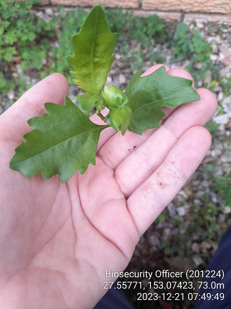 groundsel tree from Meckiff St at Sobers Street, stop 78, Upper Mount ...