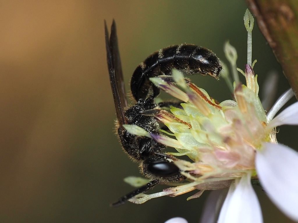 Dark-winged Sweat Bee from Queens, New York, United States on October ...