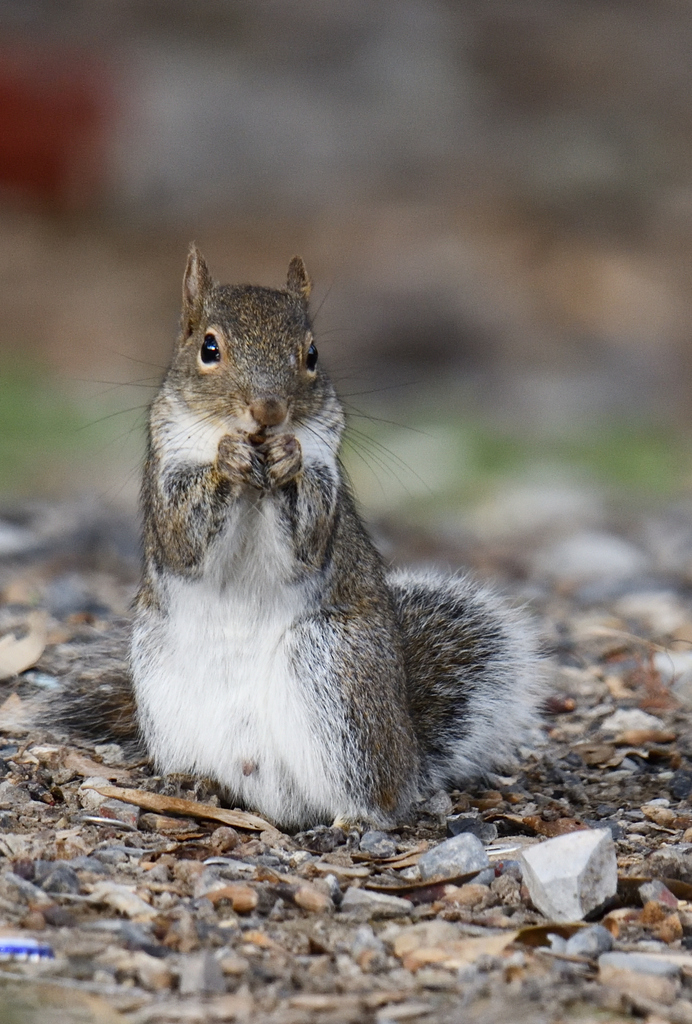 Allen's Squirrel from Cdad. Sabinas Hidalgo, N.L., México on December ...