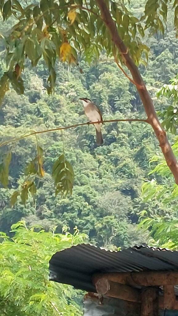 Styan's Bulbul in September 2023 by inatpeshualien001 · iNaturalist