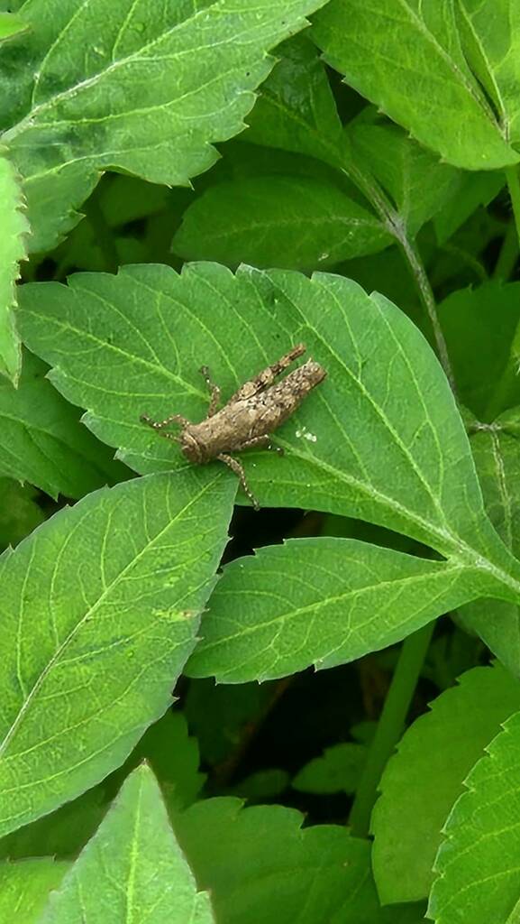 Short-winged Rice Grasshopper in October 2023 by inatpeshualien001 ...