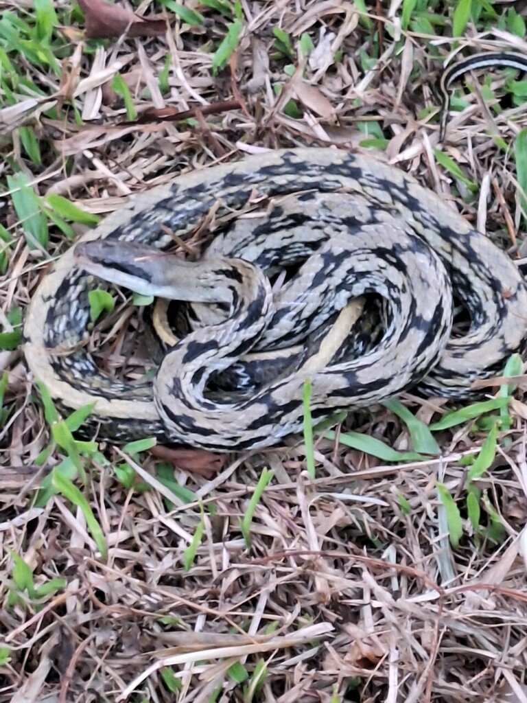 Taiwan Beauty Snake in October 2023 by inatpeshualien001 · iNaturalist