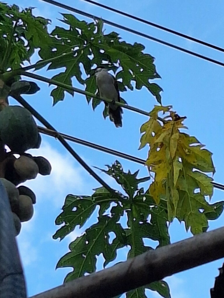 Styan's Bulbul in November 2023 by inatpeshualien001 · iNaturalist