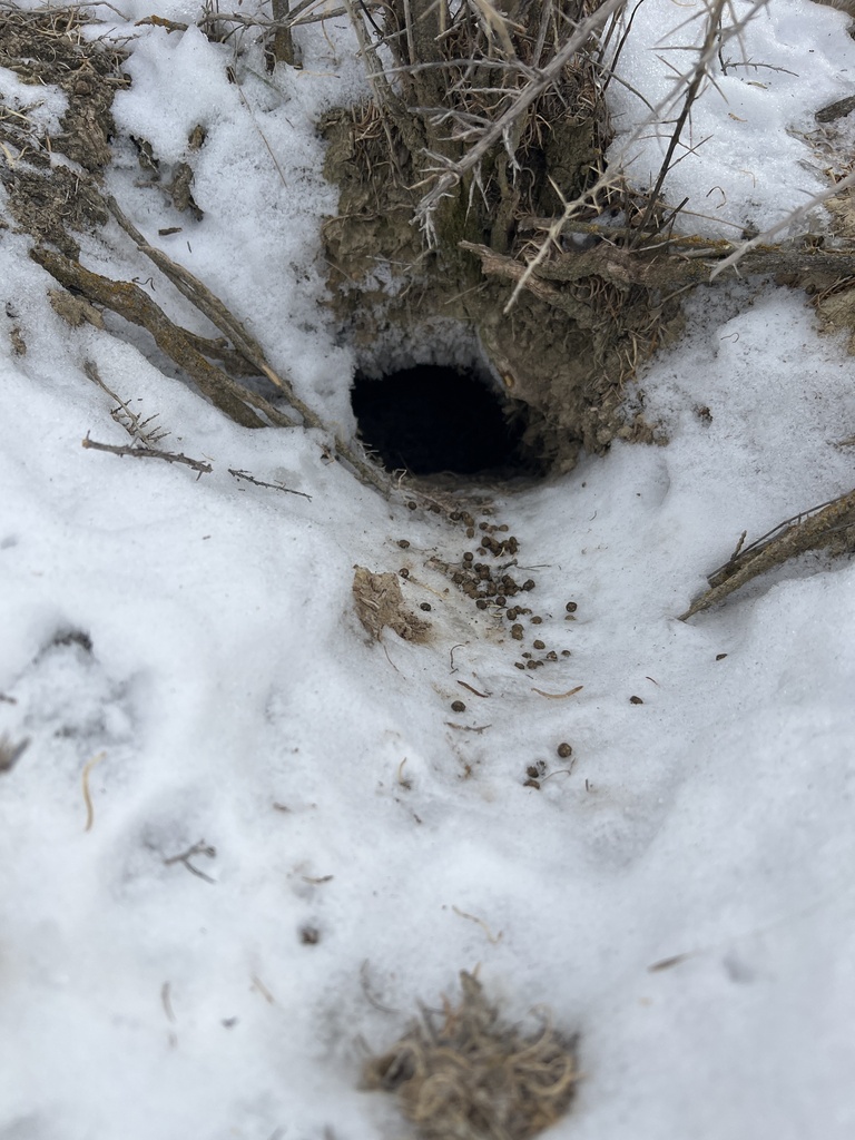 Pygmy Rabbit from Sweetwater County, US-WY, US on December 20, 2023 at ...