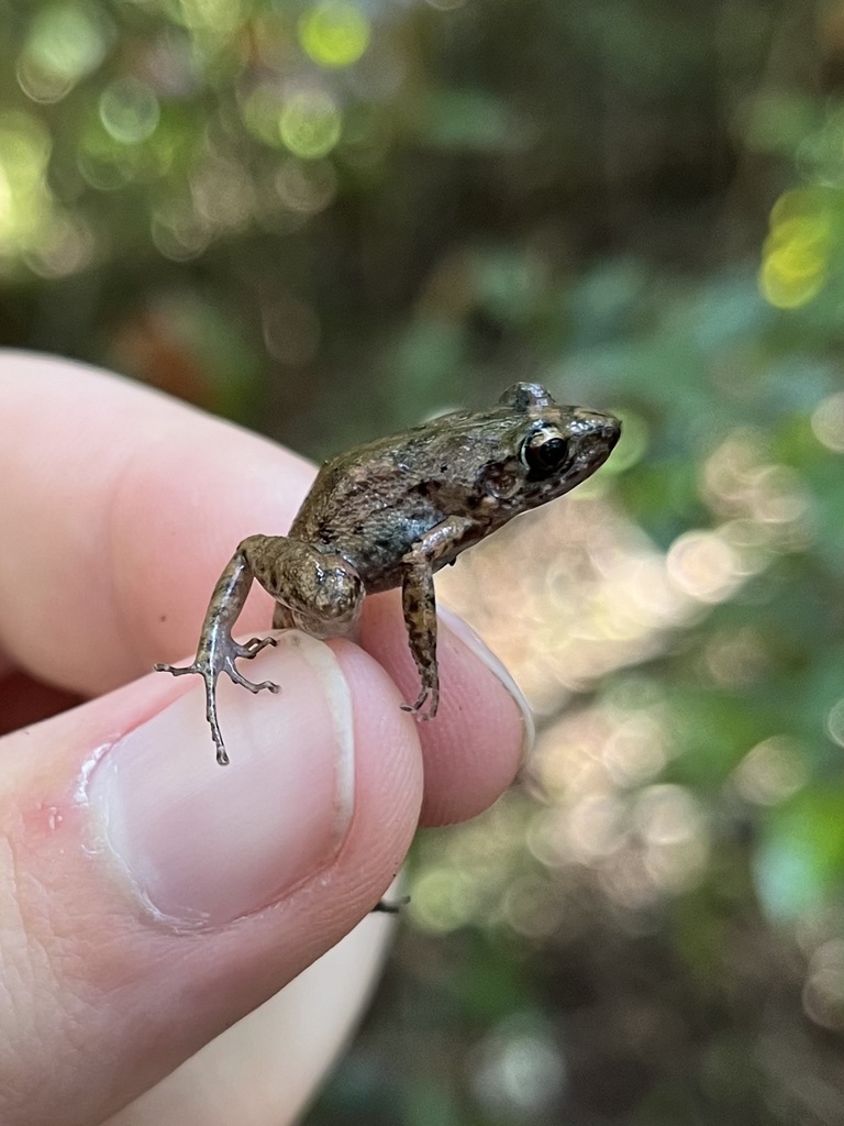 Greenhouse Frog from Dagny Johnson Key Largo Hammock Botanical State ...