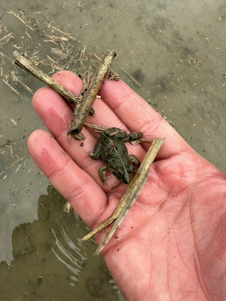 Paddy Field Frog in August 2023 by inatpeshualien001 · iNaturalist