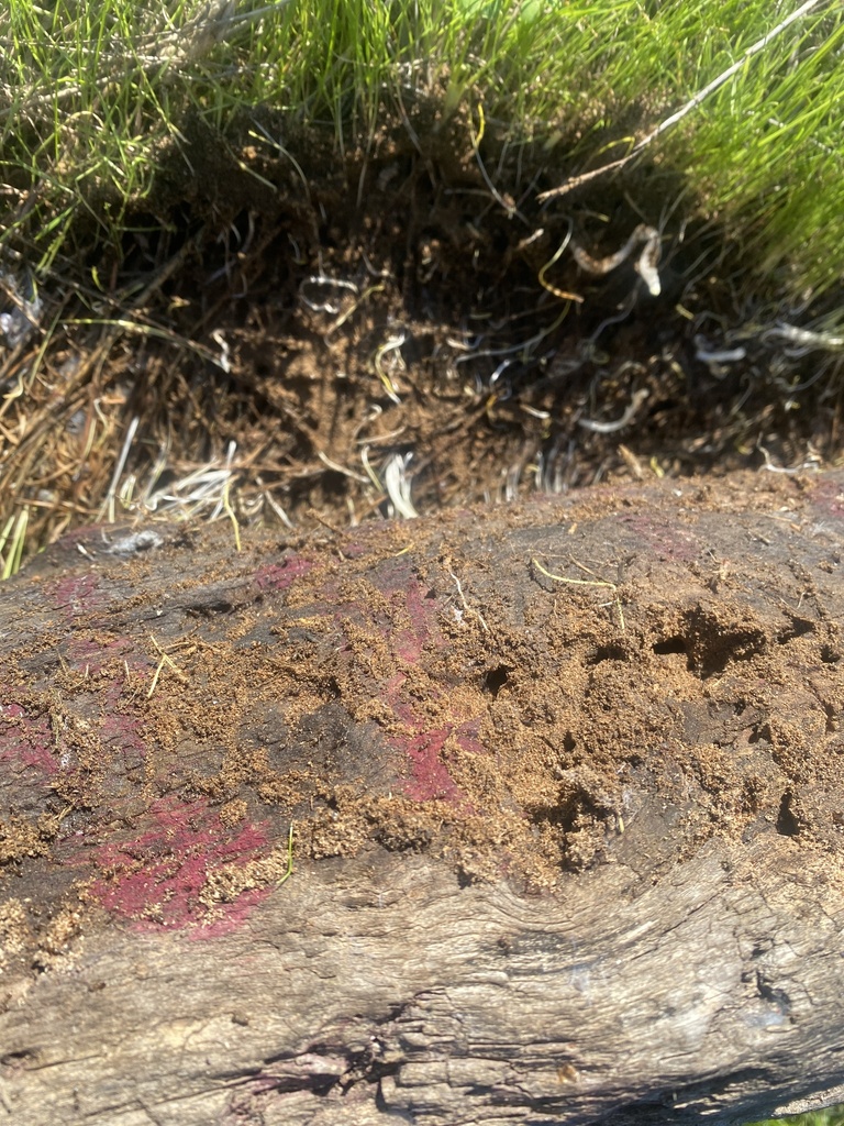 Argentine Ant from Albany "Bulb", Albany, CA, US on December 16, 2023 ...