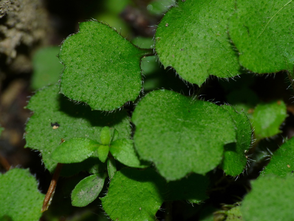 Lagenophora strangulata from Kikiwa 7072, New Zealand on December 20 ...