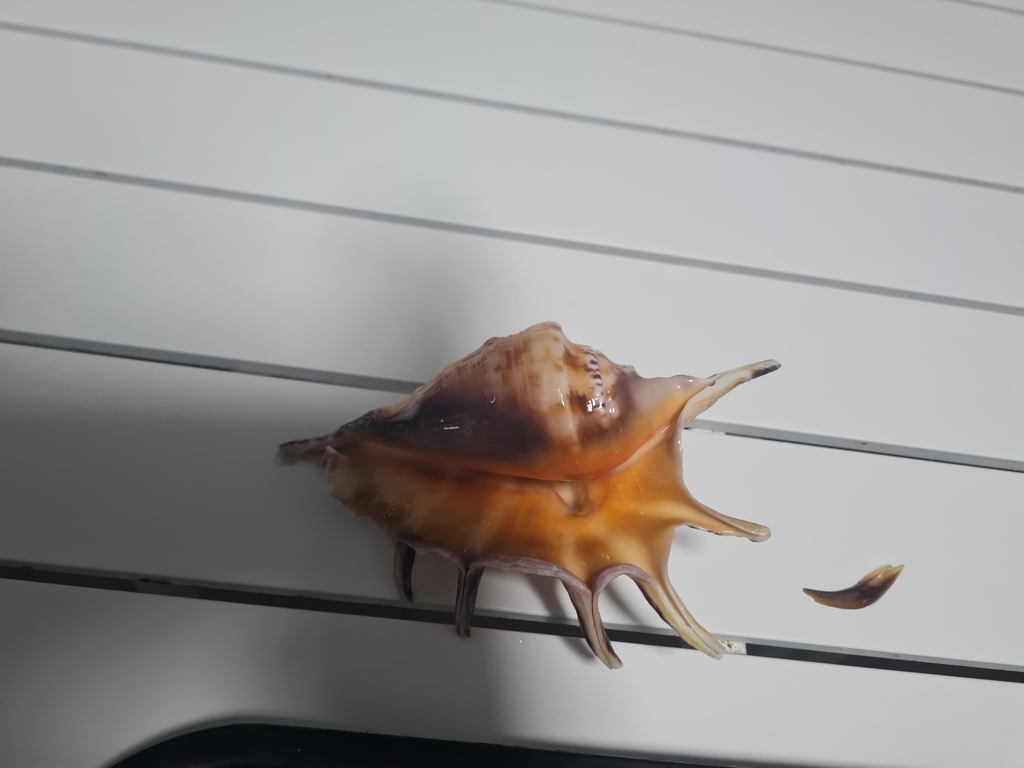 Common Spider Conch from Whitsundays QLD 4802, Australia on September 5 ...