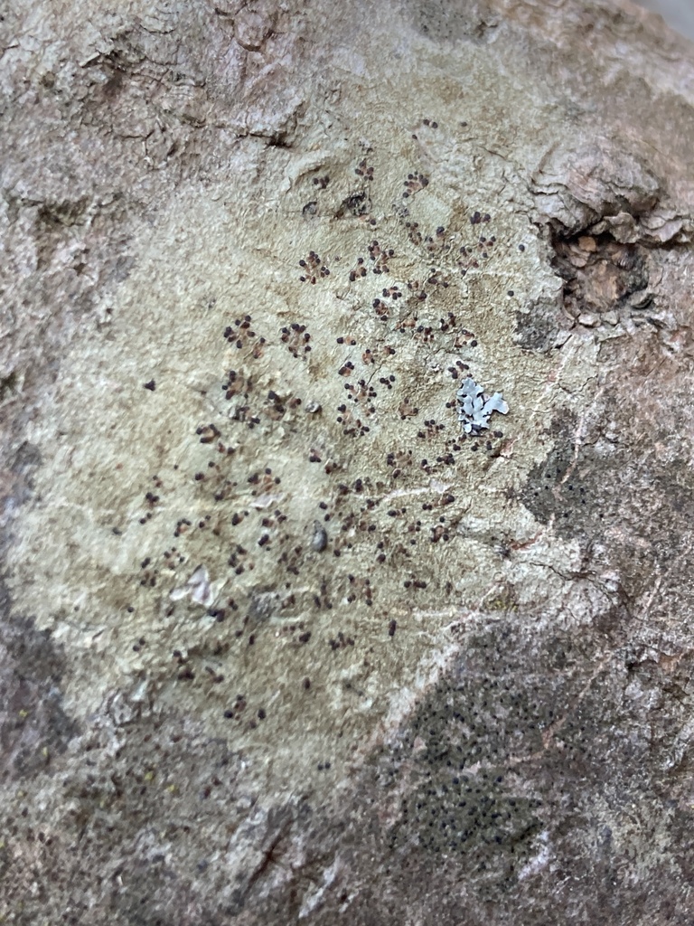 Porpidia from Hillsville, VA, US on December 20, 2023 at 03:56 PM by ...