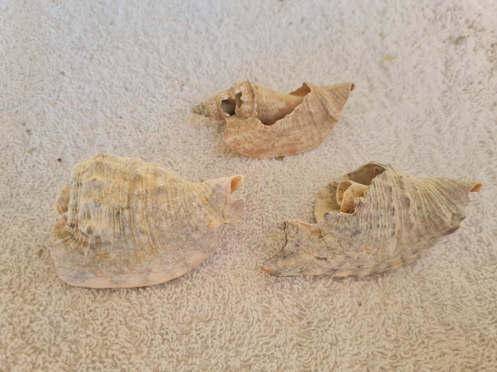 Dark Diana Conch from Whitsundays QLD 4802, Australia on September 3 ...