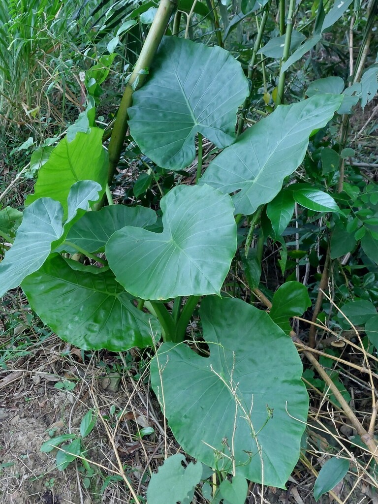 Asian Taro in November 2023 by inatpeshualien001 · iNaturalist