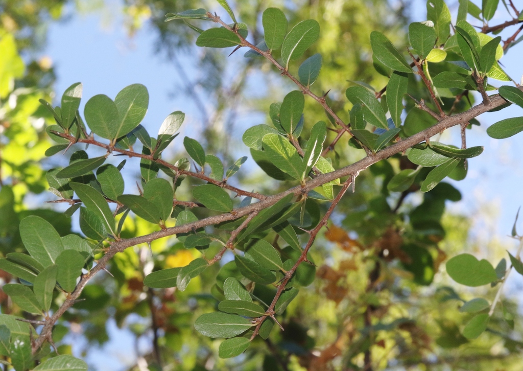 Bosques de Pino-Encino de la Sierra de La Laguna – Pangea