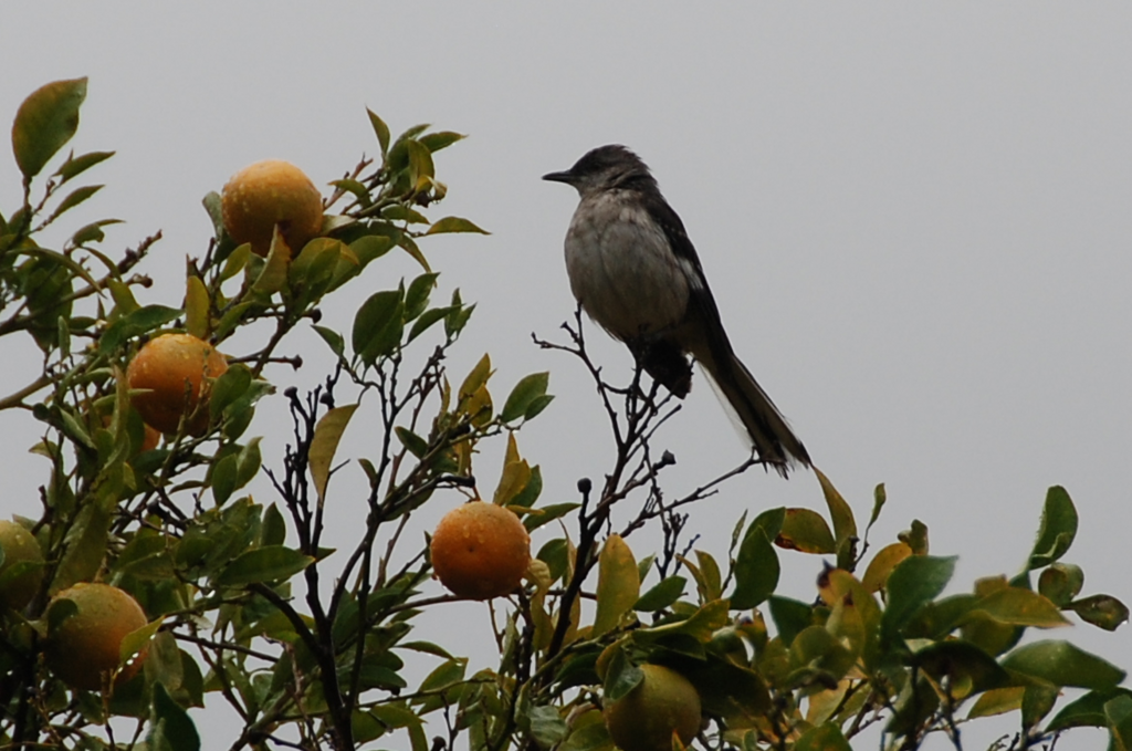 Northern Mockingbird from Burbank, CA, USA on December 20, 2023 at 11: ...