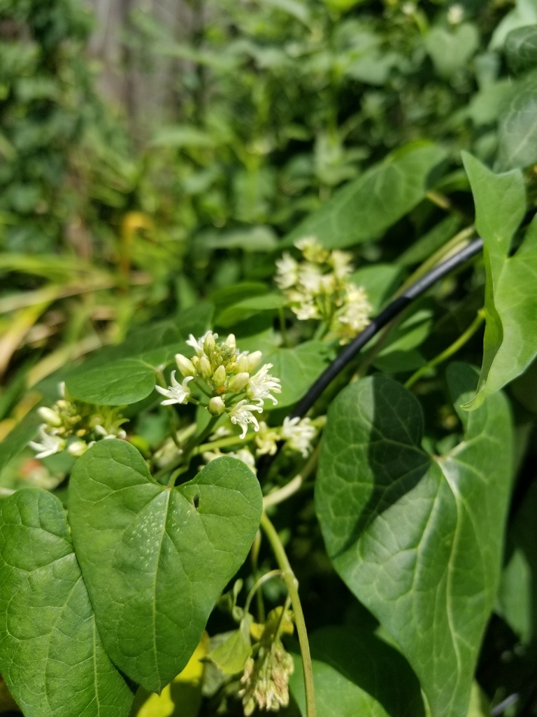 honey-vine climbing milkweed in July 2020 by Elka · iNaturalist
