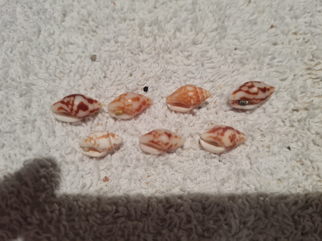 Tortoise Dove Shell from Whitsunday, QLD, Australia on September 3 ...