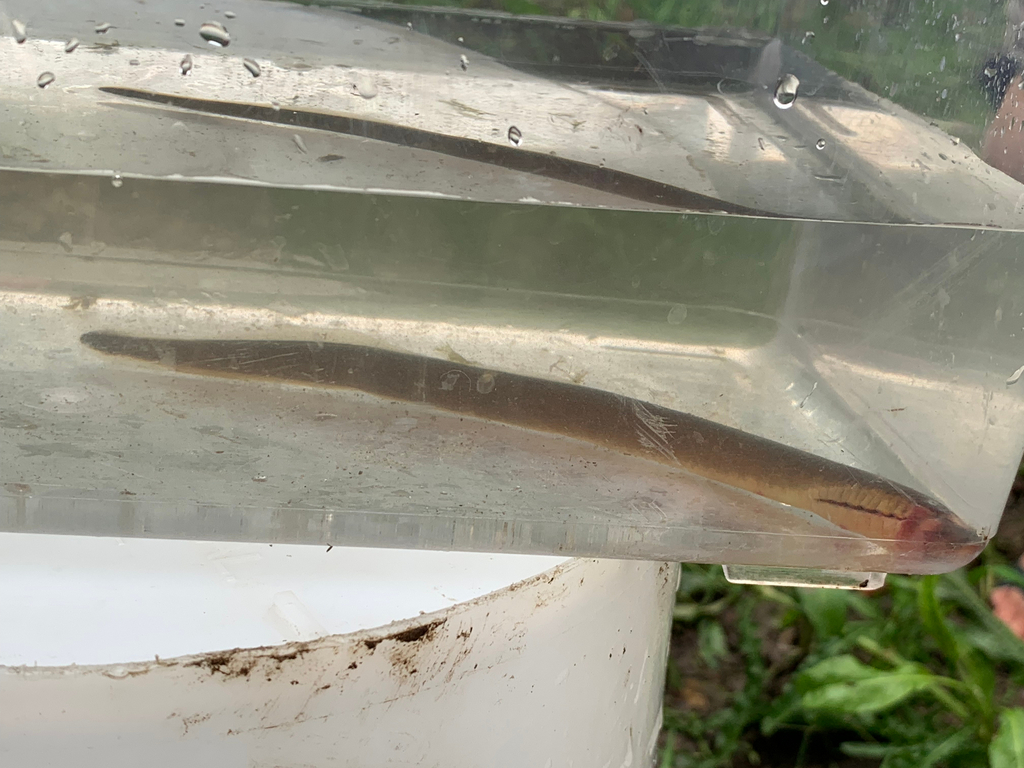 American Brook Lamprey from Fillmore County, MN, USA on June 12, 2022 ...