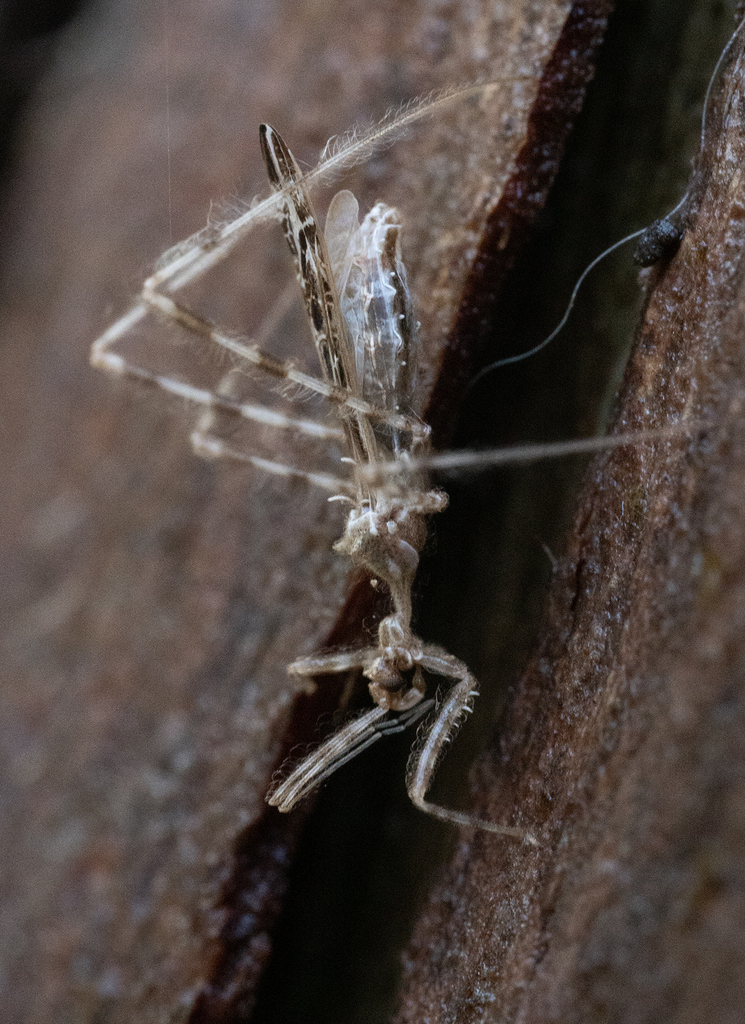 Spider Assassin Bugs from Blackburn VIC, Australia on December 3, 2023 ...