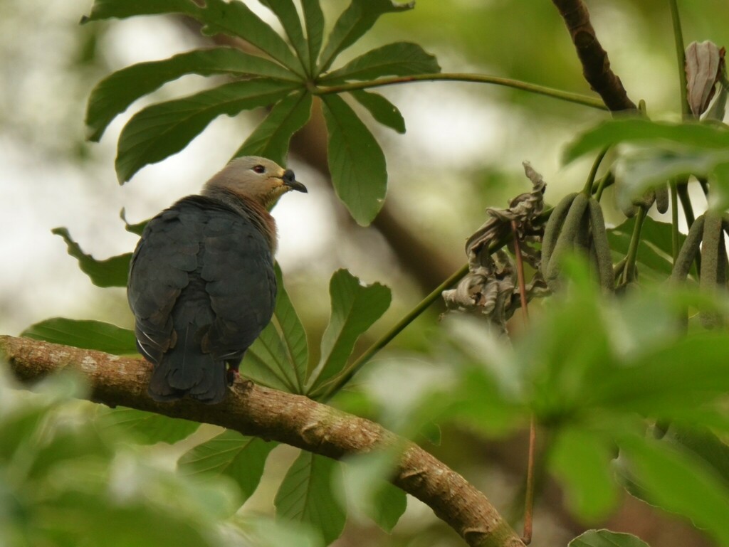 Pacific Imperial-Pigeon from P6MM+53V Takitumu Conservation Area, Ara ...