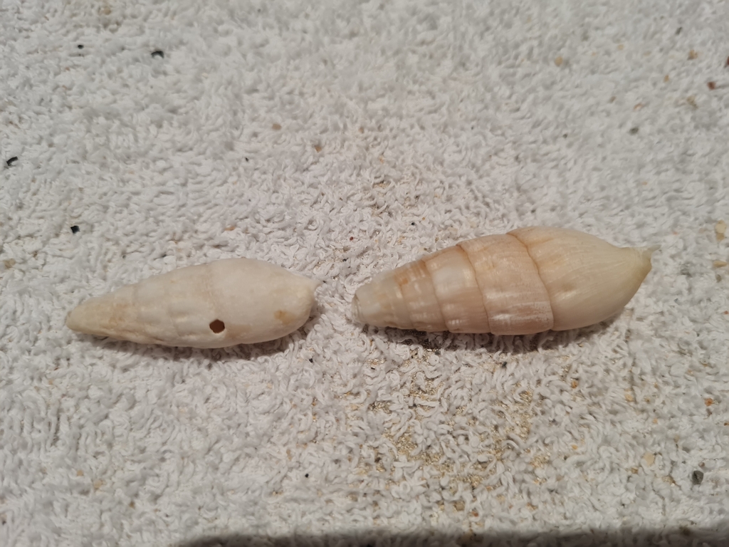 Common Creeper from Gladstone, QLD, Australia on September 3, 2022 by ...