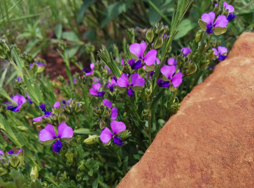 Violet Falspea from Midvaal, South Africa on December 20, 2023 at 12:46 ...