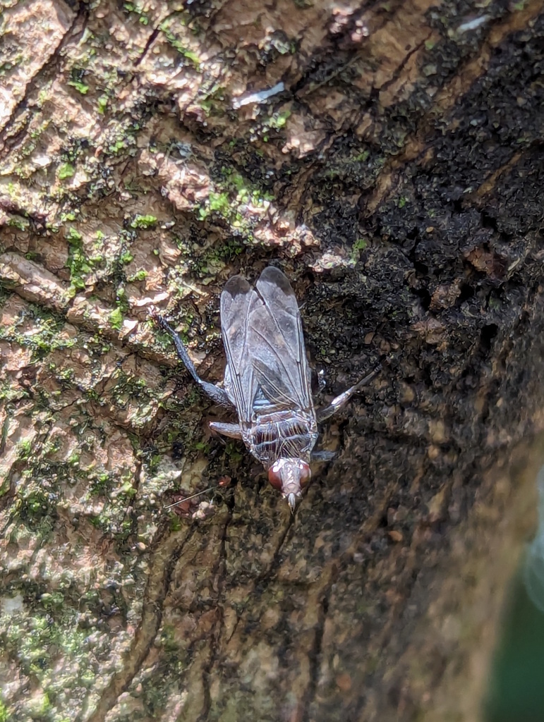 Pigeon Louse Fly in December 2023 by RattyExplores · iNaturalist