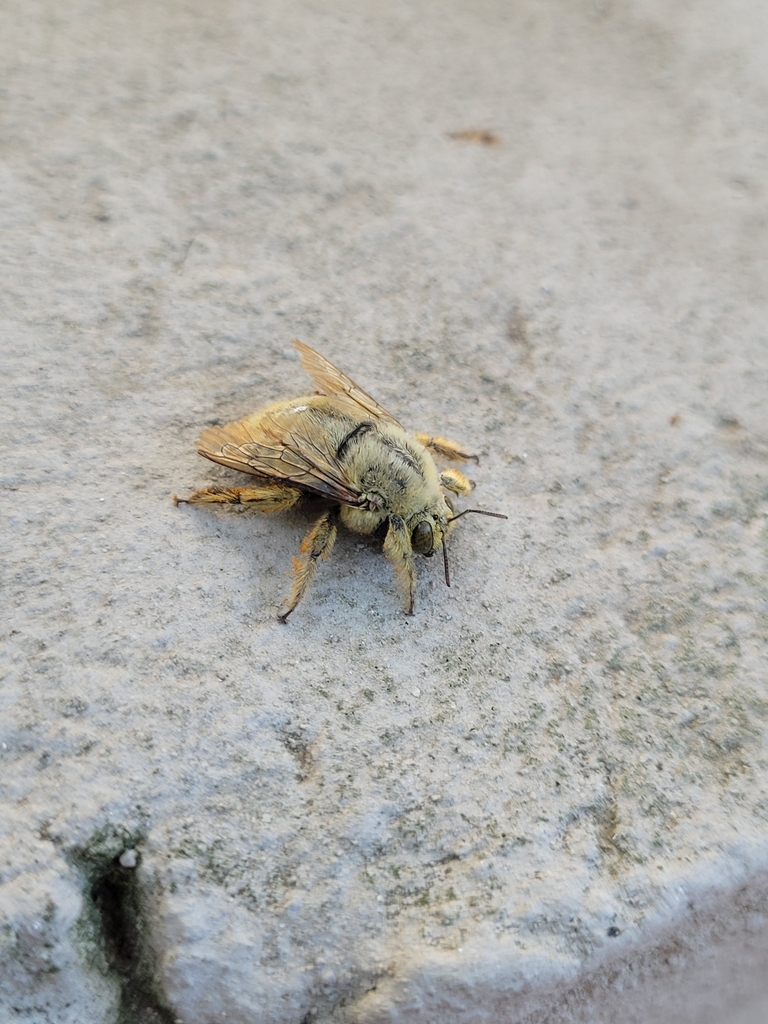 Large Carpenter Bees from Capri, Cape Town, 7975, South Africa on ...