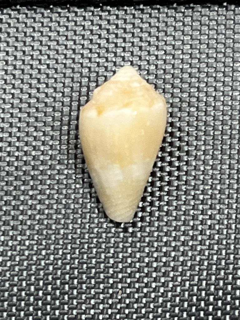 Mouse Cone from North Atlantic Ocean, San Juan, Puerto Rico, US on ...