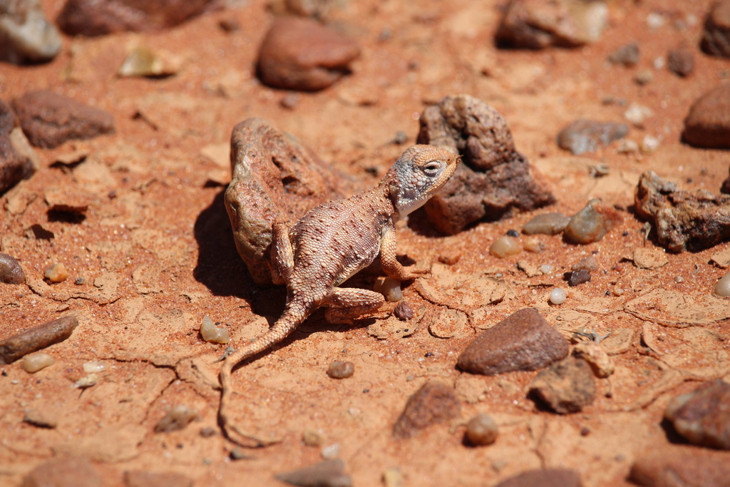 Gibber Earless Dragon from Roxby Downs Station SA 5719, Australia on ...