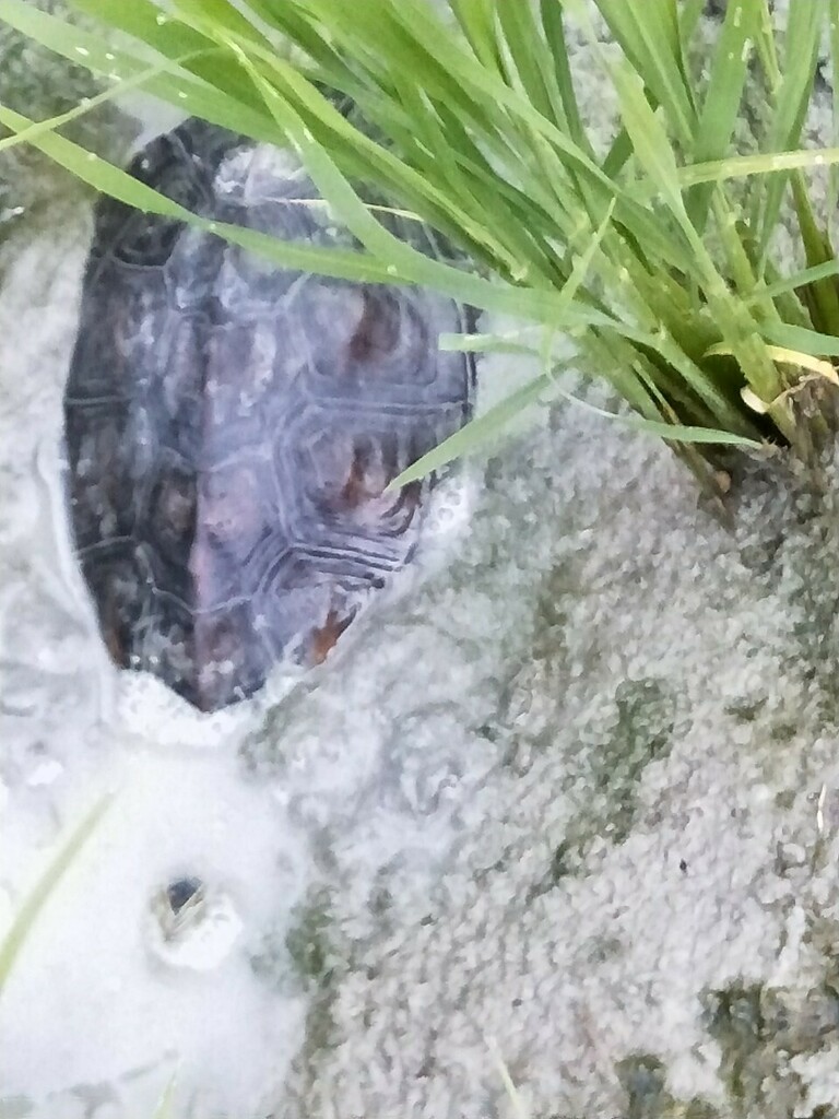 Common thread turtle from 983台灣花蓮縣富里鄉 on August 28, 2023 by ...