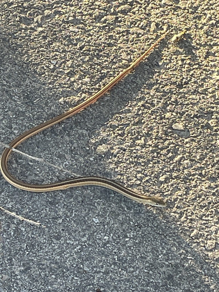 Cape Snake Lizard from Kouga, Humansdorp, EC, ZA on December 19, 2023 ...