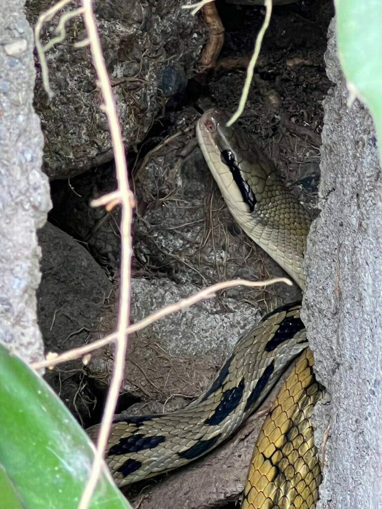 Taiwan Beauty Snake from 983台灣花蓮縣富里鄉 on August 7, 2023 by ...