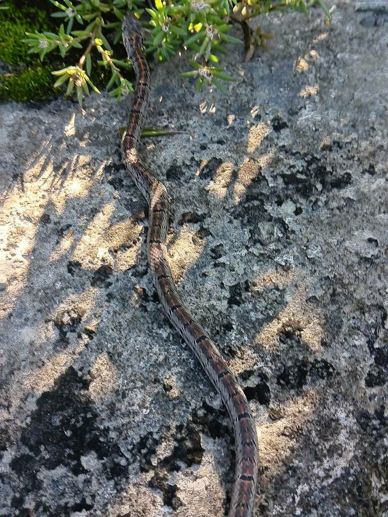 Taiwan Kukri Snake in September 2023 by inatpeshualien001 · iNaturalist