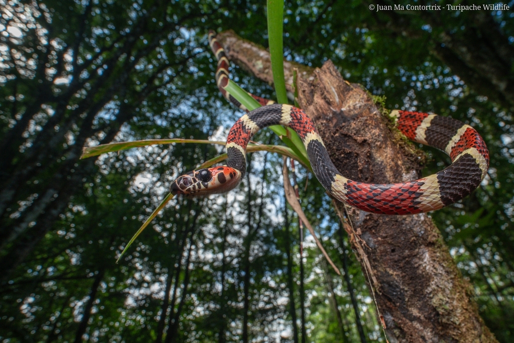 False Tree Coral from Jiménez, Limón, Jiménez, Costa Rica on September ...