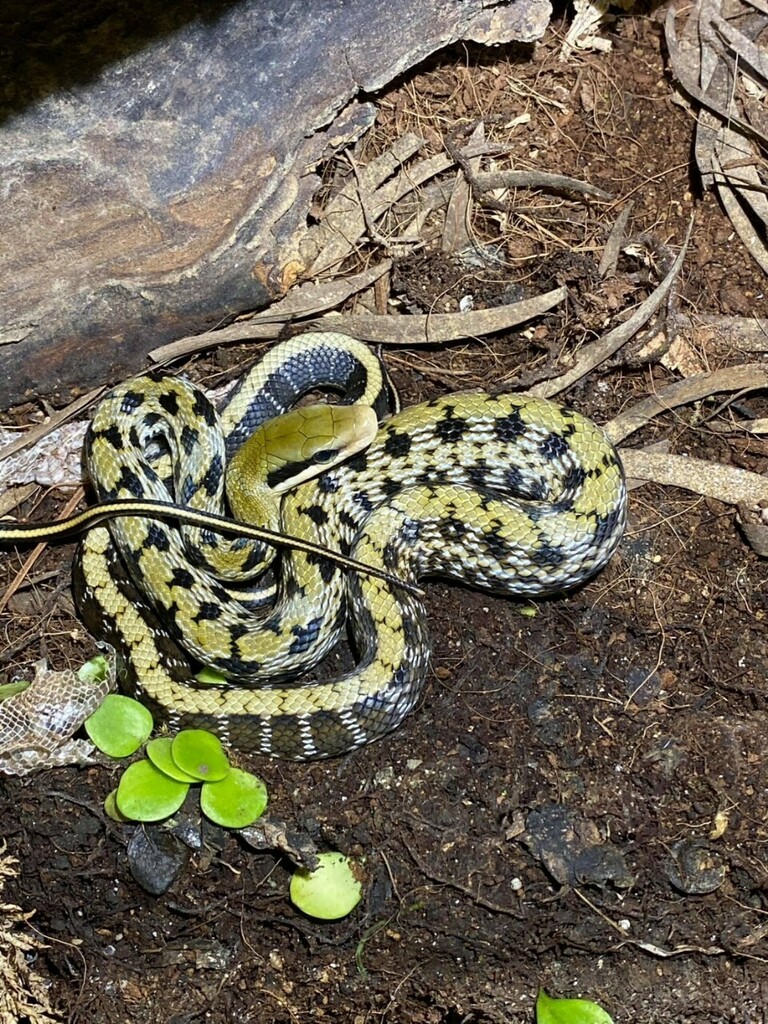 Taiwan Beauty Snake from Taitung, TW-TA, TW on August 21, 2023 by ...