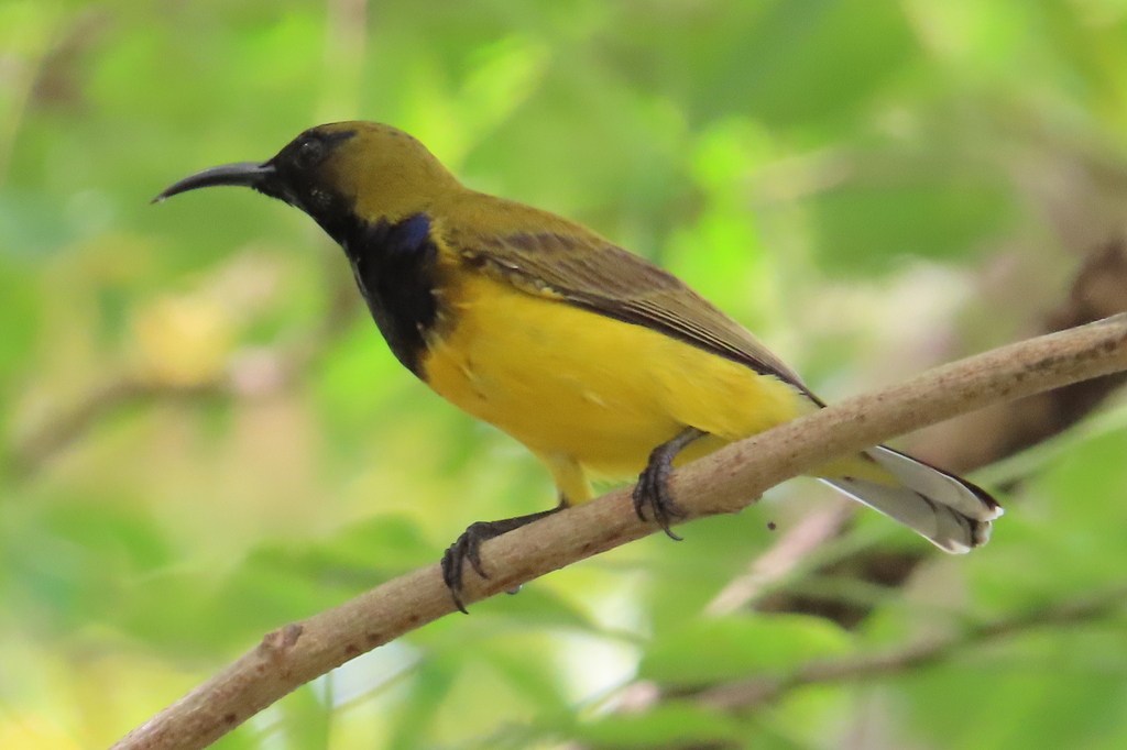 Ornate Sunbird from 18 Marina Gardens Dr, Gardens by the Bay, Singapore ...