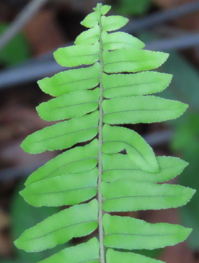 sword ferns from 18 Marina Gardens Dr, Gardens by the Bay, Singapore ...
