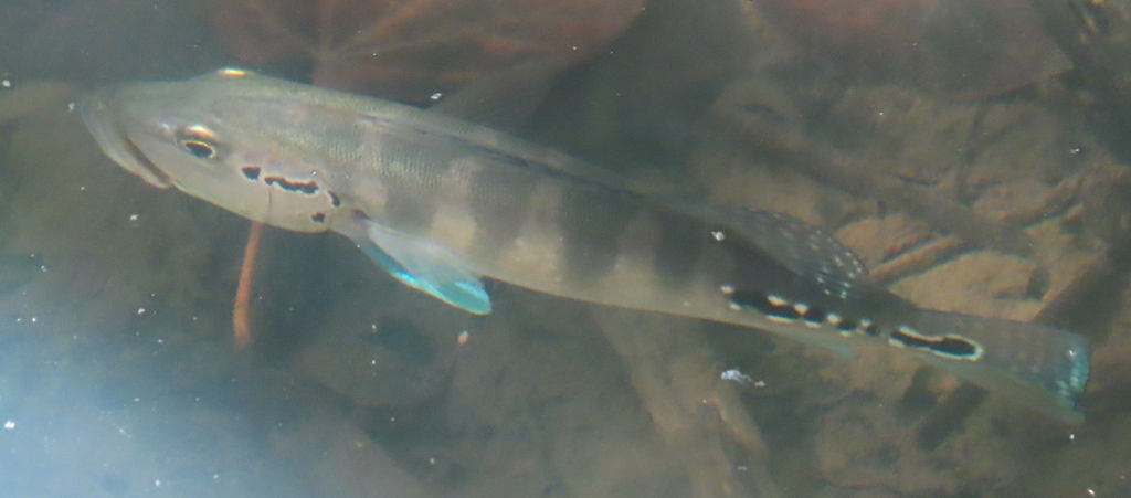 Blue Peacock Bass from 18 Marina Gardens Dr, Gardens by the Bay ...