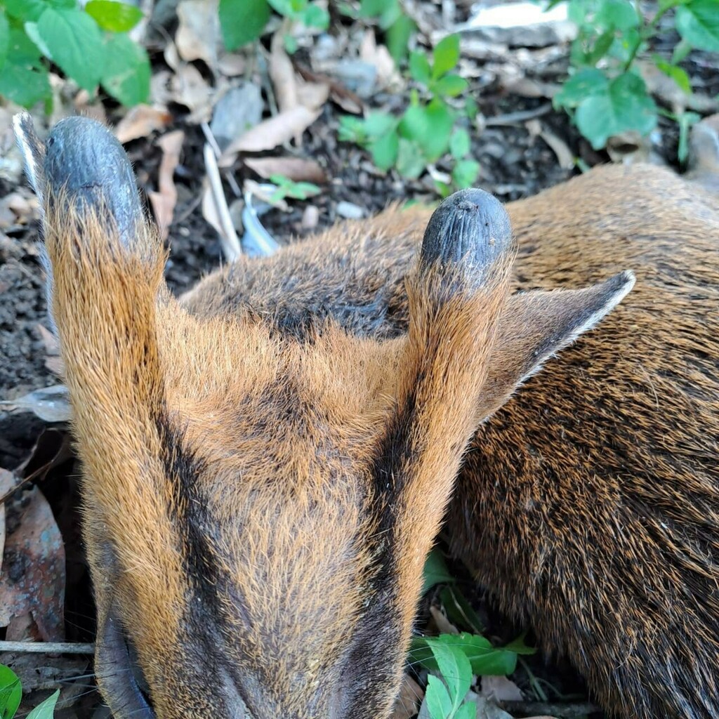 Taiwan Muntjac from 983台灣花蓮縣富里鄉 on September 4, 2023 by ...