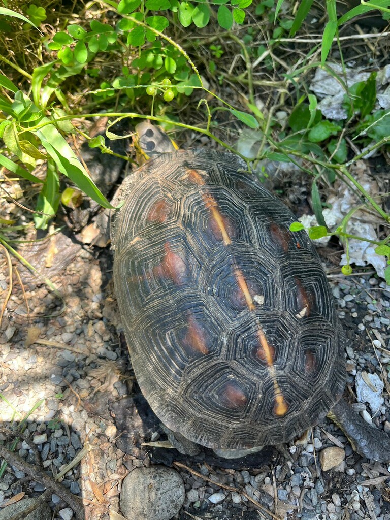 Chinese Box Turtle in September 2023 by inatpeshualien001 · iNaturalist